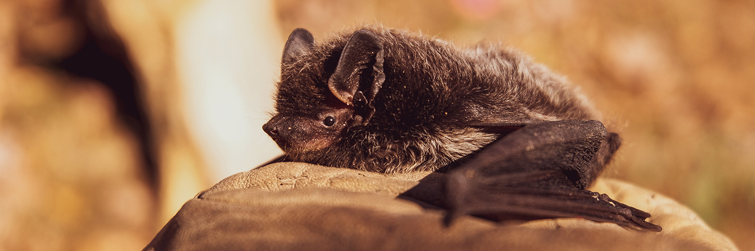 Protected Bat Surveys Cambridgeshire & Peterborough