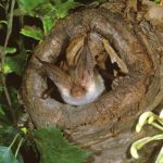 Protected Bat Surveys Cambridgeshire & Peterborough