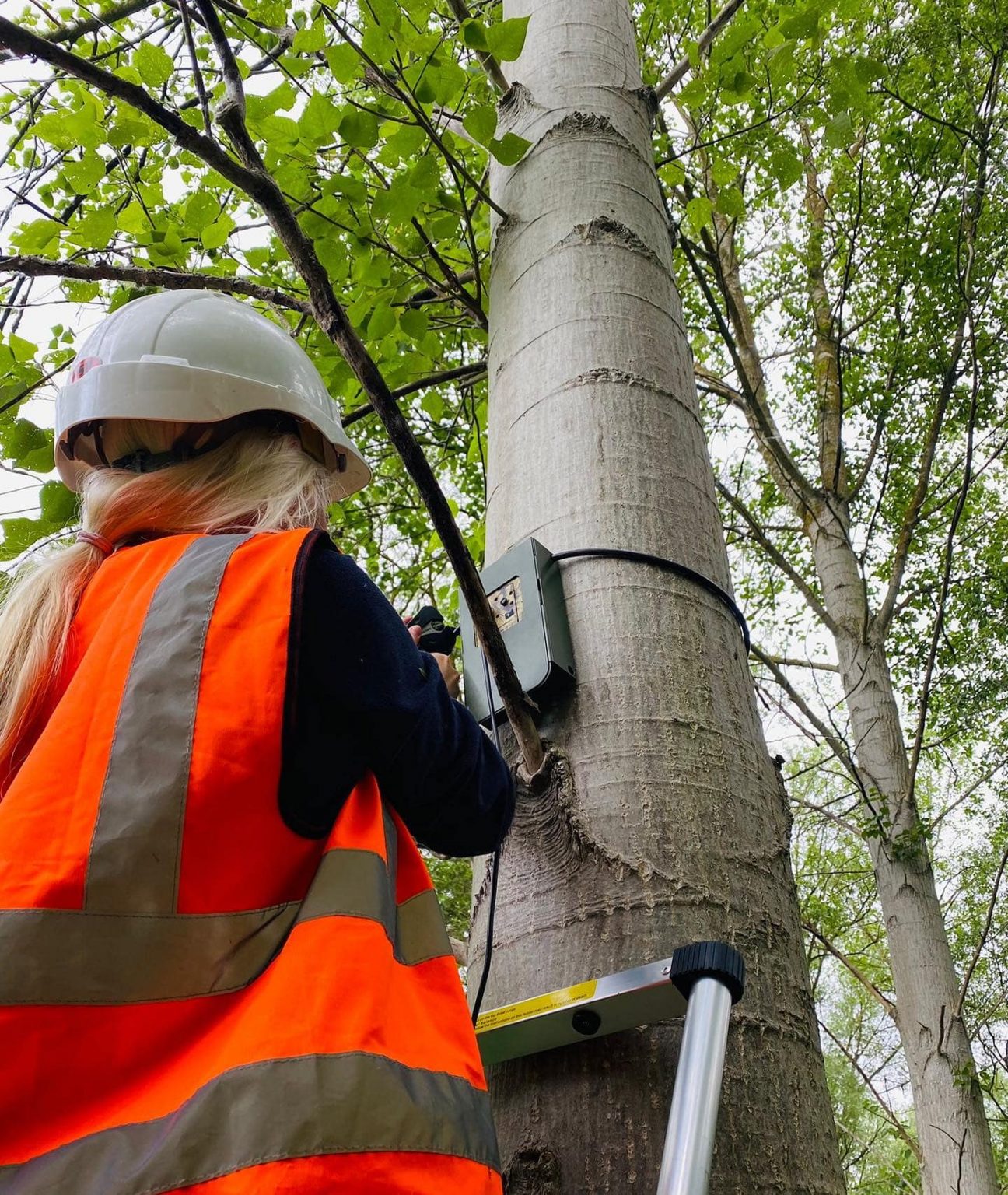 Protected Bat Surveys Cambridgeshire & Peterborough