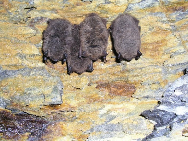 Protected Bat Surveys Cambridgeshire & Peterborough