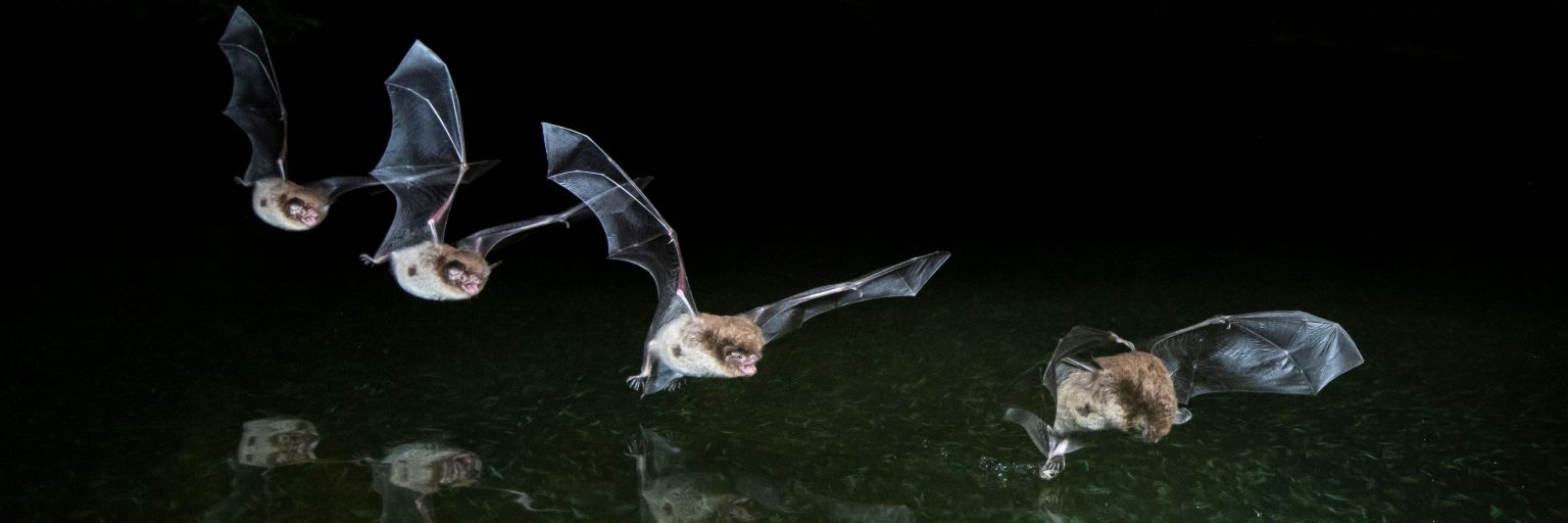 Protected Bat Surveys Cambridgeshire & Peterborough