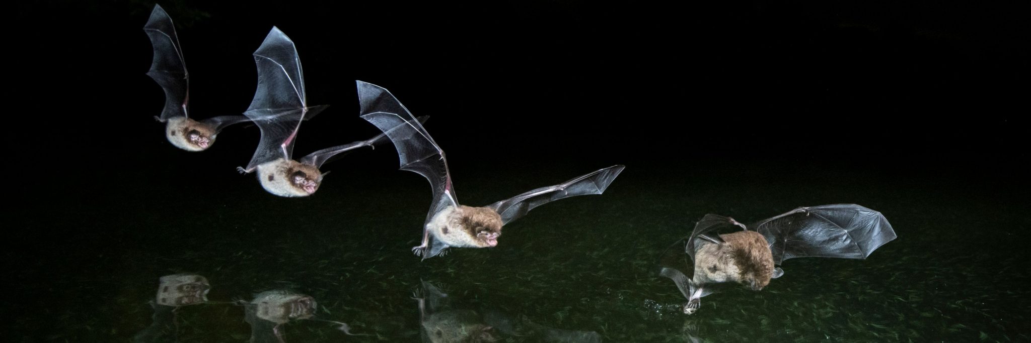 Protected Bat Surveys Cambridgeshire & Peterborough