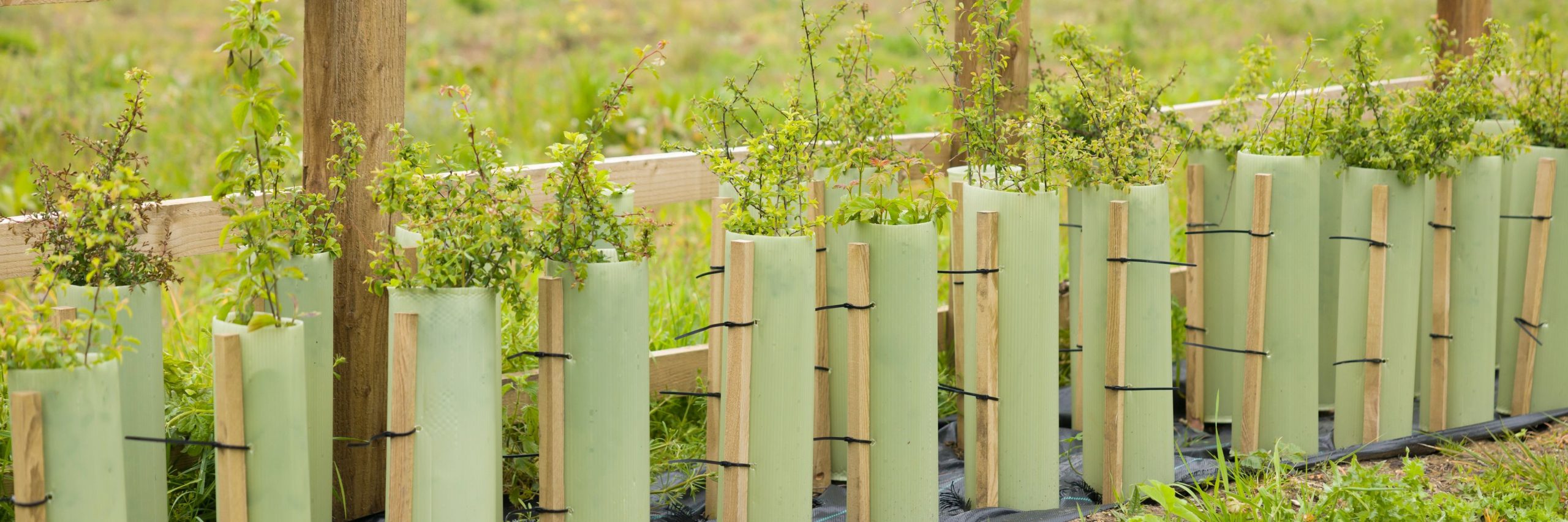 Commercial Tree Planting Cambridgeshire & Peterborough